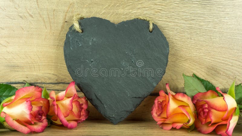 Roses in Two Colors with a Heart of Slate Stock Photo - Image of beauty ...