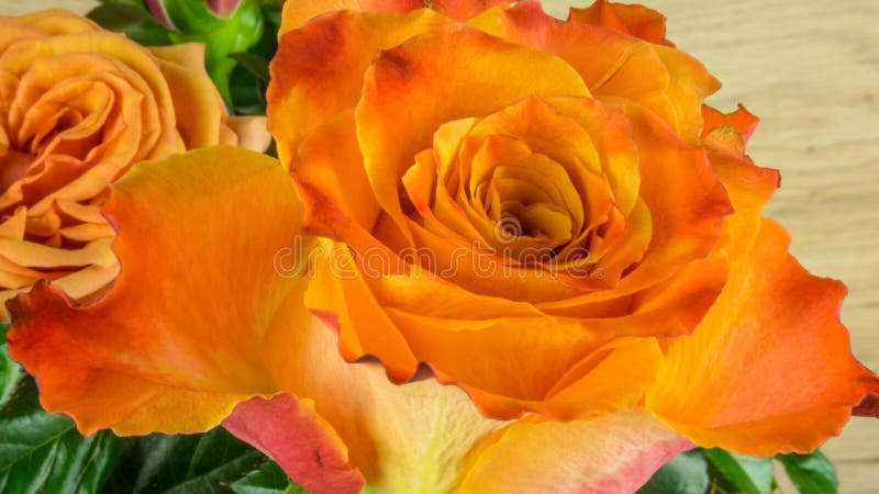 Roses in two colors stock photo. Image of valentine, holiday - 88170468