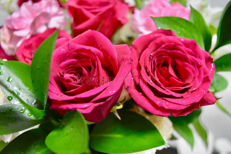 Flowers Two Colors Red and White Roses Stock Photo - Image of flowers ...