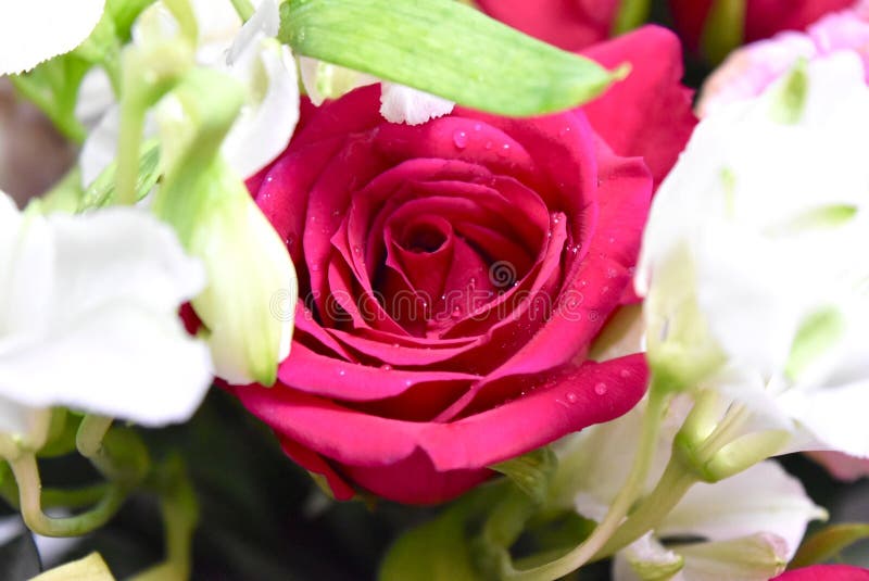 Flowers Two Colors Red and White Roses Stock Photo - Image of floristry ...