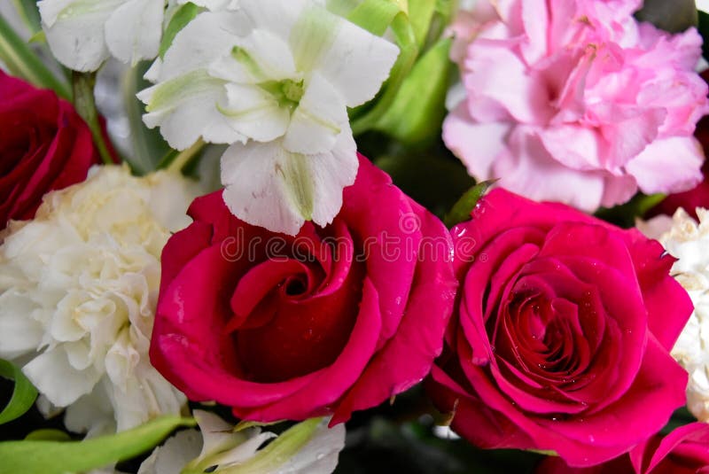 Flowers Two Colors Red and White Roses Stock Image - Image of plant ...
