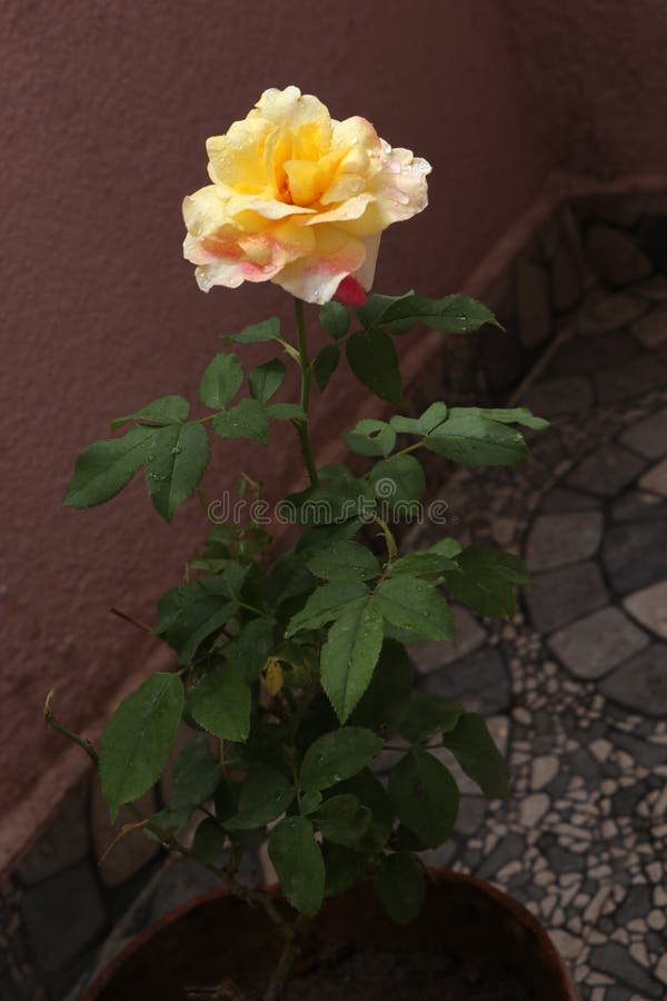 Roses are Used for Praying God Stock Photo - Image of leaves, closeup ...