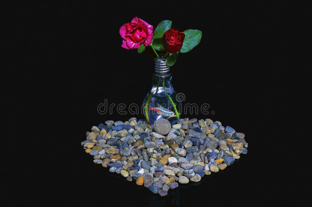 Roses in a Vase with a Fish Stock Image - Image of pebbles, roses: 88692755