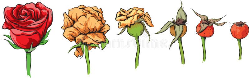 Growing Rose Stages Stock Illustrations – 34 Growing Rose Stages Stock ...