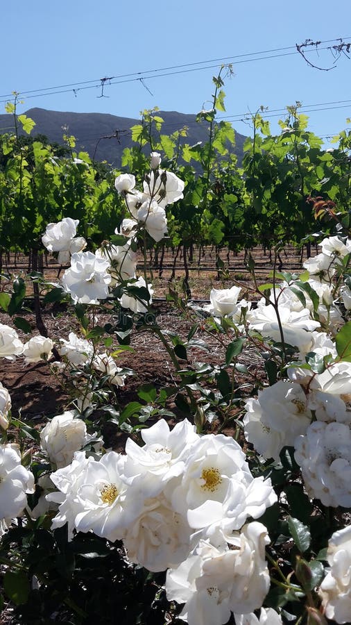 Romantic Vineyard stock image. Image of grow, vinyard, summer - 193775