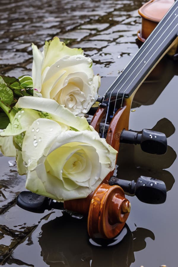 Roses and Violin stock illustration. Illustration of celebration ...