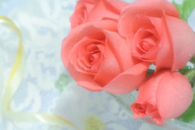 Roses on Voile with Robbin stock photo. Image of paint - 407888