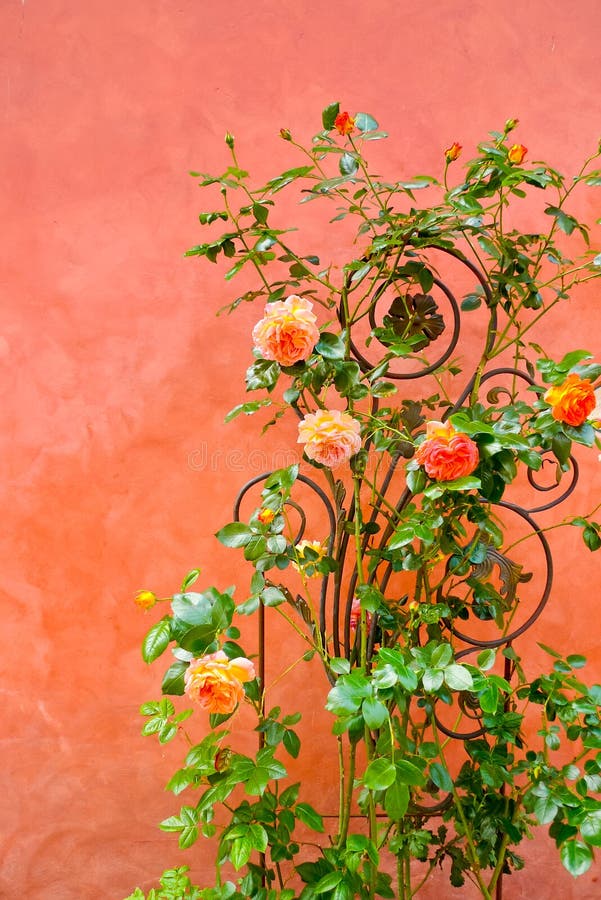 Roses on a wall stock image. Image of floral, design - 28611371
