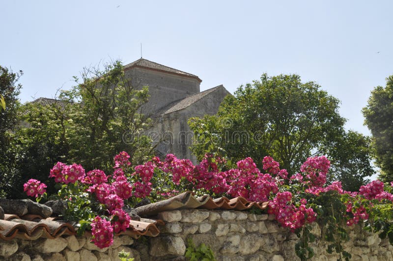 Roses on a wall in Talmon stock photo. Image of springtime - 288882244