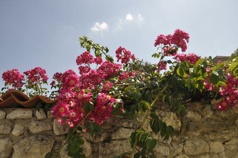 Roses on a wall in Talmon stock photo. Image of plant - 291107726