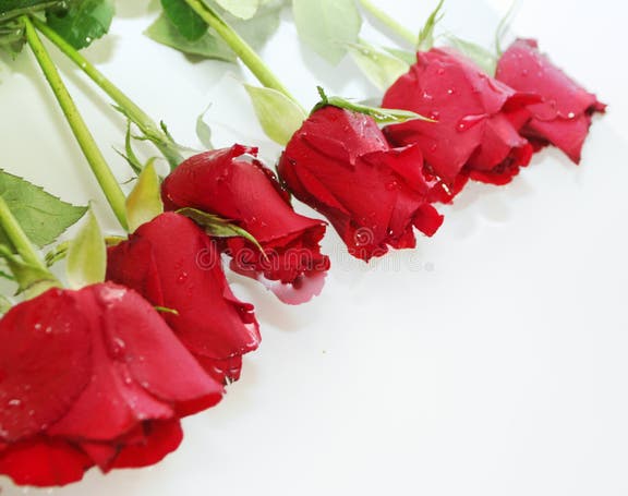 Roses in water stock photo. Image of green, coil, flower - 3226460