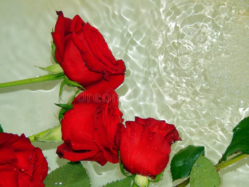 Roses on the water stock illustration. Illustration of detail - 90086000