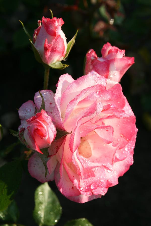 Disease Caused by Wet Conditions. Problems with Roses Stock Photo ...