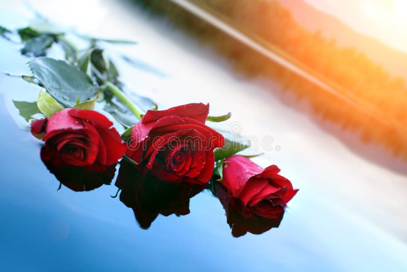 Roses on the water stock photo. Image of colors, memories - 45049104