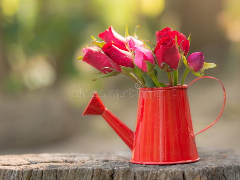 Roses in watering pot stock photo. Image of symbol, leaf - 82571896