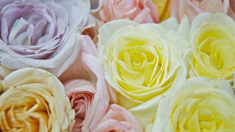 Roses, Weddings stock photo. Image of macro, floral, celebration - 13773450