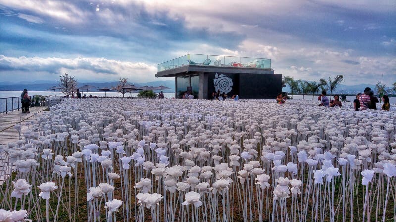 10000 roses editorial stock image. Image of cafe, white - 96608519