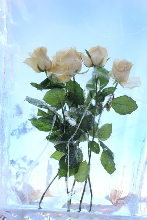 Roses stock image. Image of branch, white, rime, frost - 49611959