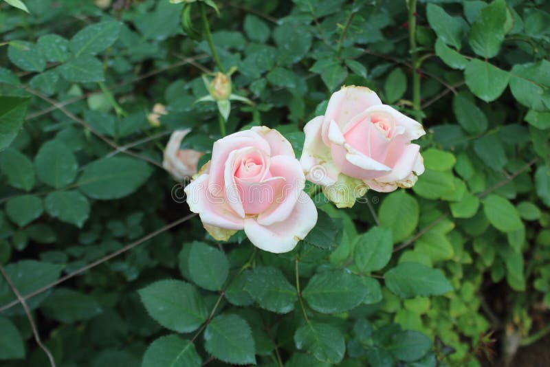 Roses in the wild stock photo. Image of growing, wild - 131168940