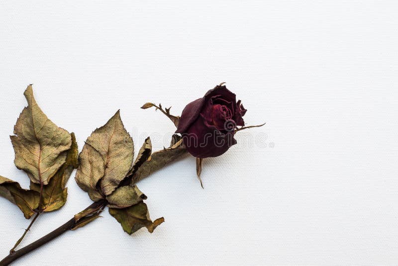 Roses Wilt on White Canvas Background Stock Image - Image of background ...