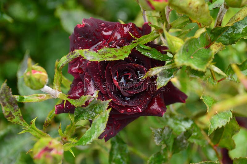 Roses a wine colored. stock photo. Image of rain, nature - 213175138