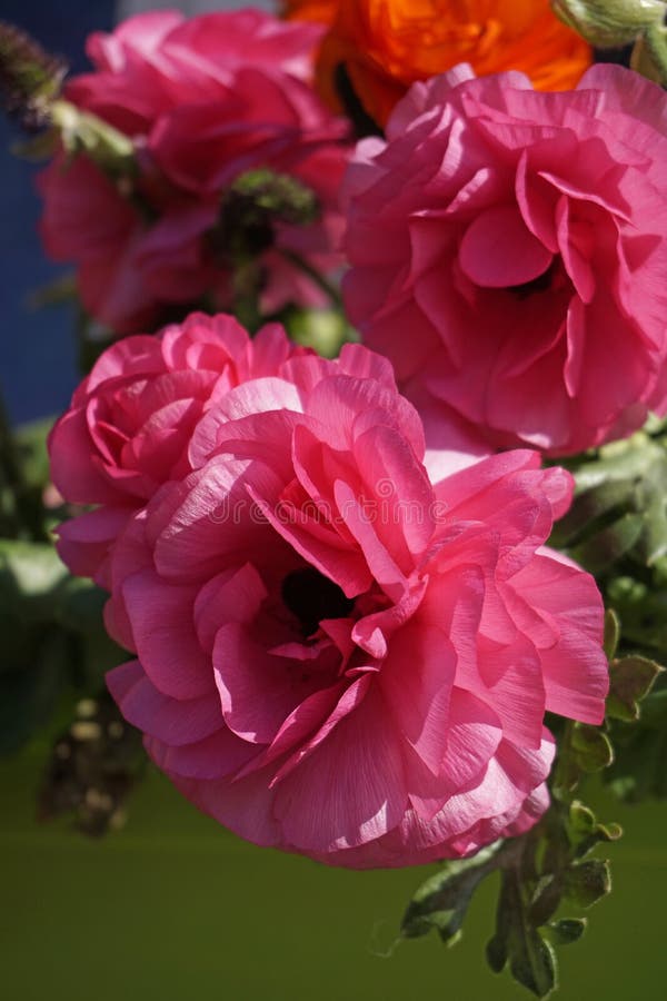 Roses stock image. Image of roses, plant, garden, flower - 54119637