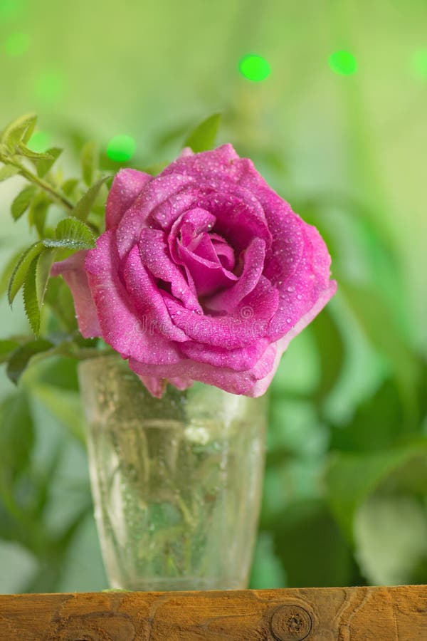 Roses on a Wooden Table. Lavender Rose in a Vase on the Table Stock ...