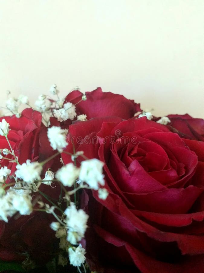 Roses for you stock photo. Image of happiness, spring - 184178566