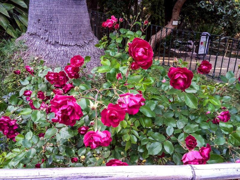 Roses in the Garden - Flowers - Lisbon, Portugal Stock Photo - Image of ...