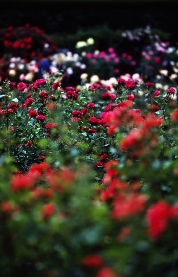 Roseti fotografia stock. Immagine di rosa, giardini, piante - 39786044