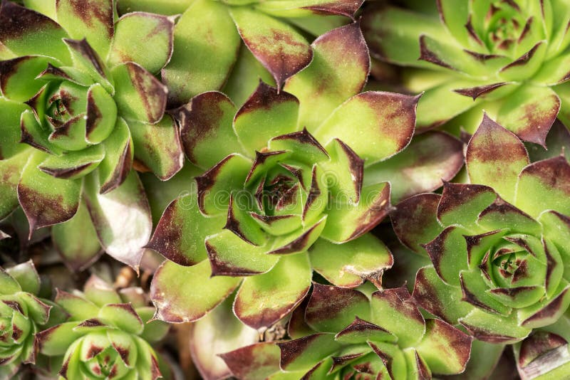 Rosette Patterns of Houseleek or Sempervivum Tectorum As Background ...