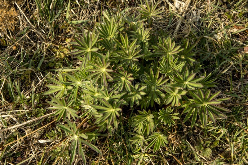 Rosette Shape Lupin Leaves .Abstract Composition of Plants in the ...