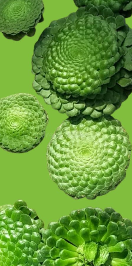 Rosette Shape Succulent Tightly Packed Leaves.Grows in, Misty, High ...