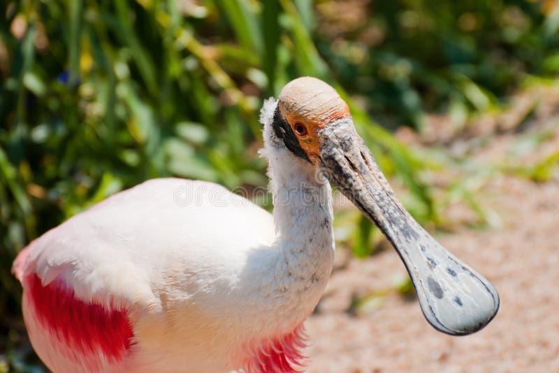 Rosette Spoonbill Bird in Everglades Stock Photo - Image of bird, clear ...
