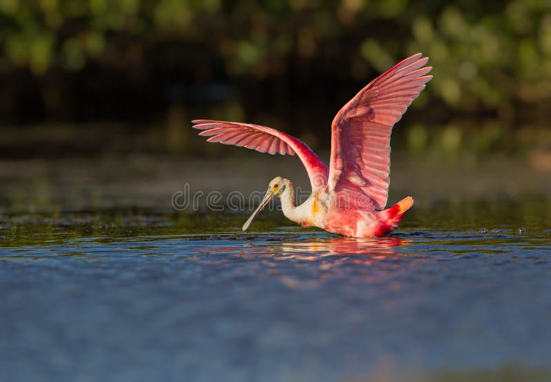 Portrait of a Rosette Spoonbill Facing Right Stock Image - Image of ...