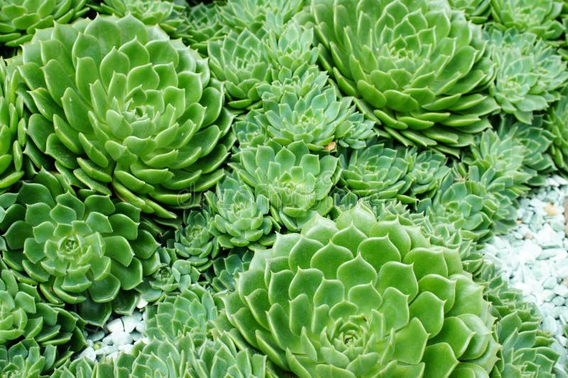Rosette succulent stock image. Image of leaves, succulents - 43634623