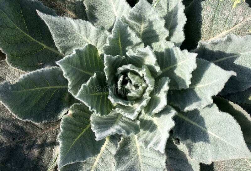 Young Mullein stock image. Image of thapsus, lamb, soft - 72613523