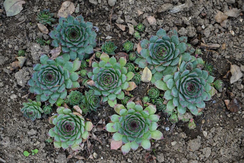 Rosetten Des Wilden Succulent Pflanzt Das Sempervivum-Blumenwachsen Auf ...