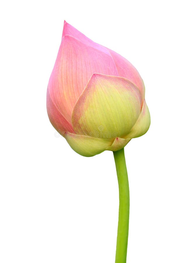 Roseum Plenum Lotus Flower on White Background Stock Photo - Image of ...