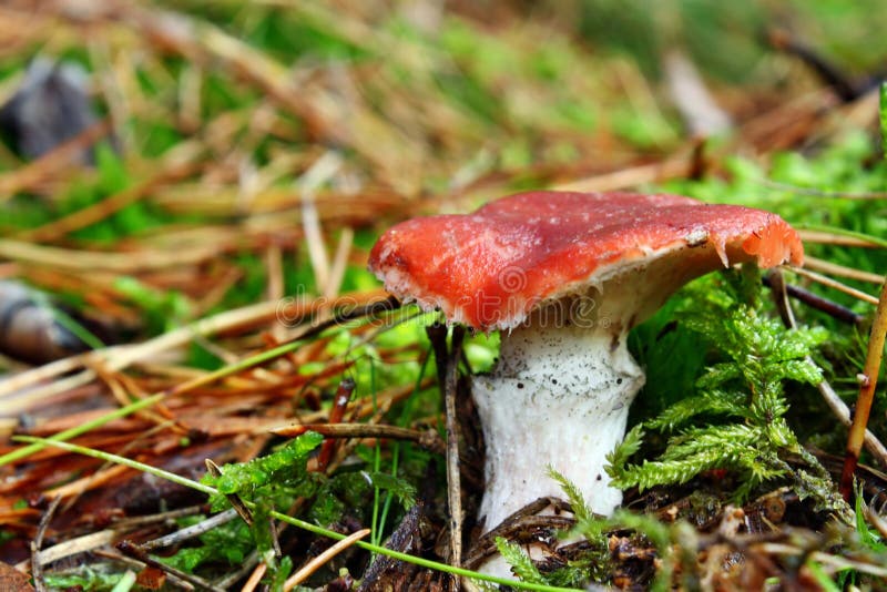 Roseus De Gomphidius De Champignon Image stock - Image du sylviculture ...