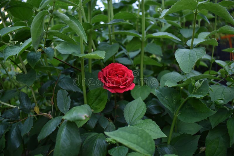 Rose Wide Angle stock image. Image of flower, produce - 238351217