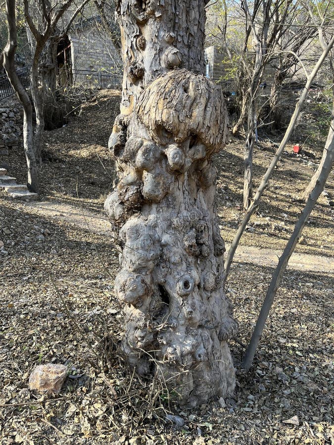 Rosewood is a Tall Tree with a Peculiarly Shaped Trunk that Displays ...