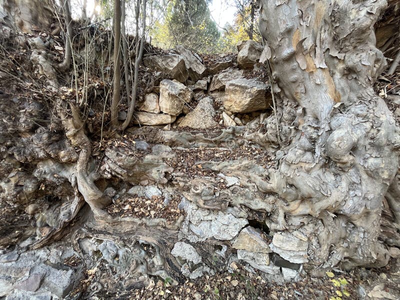 Rosewood is a Tall Tree with a Peculiarly Shaped Trunk that Displays ...