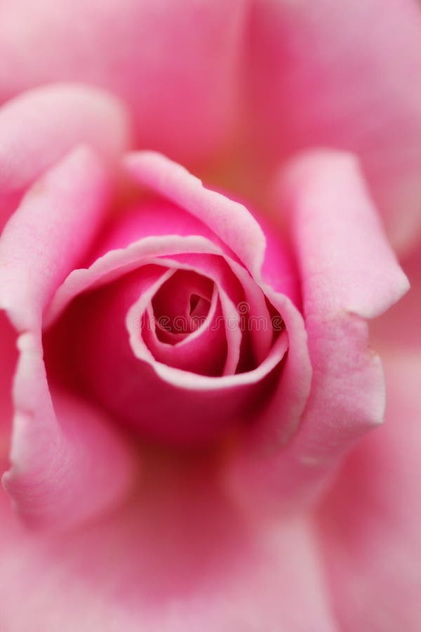 Rosey imagen de archivo. Imagen de fresco, rosa, macro - 36742019