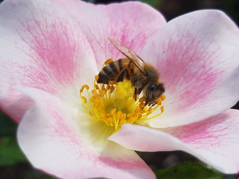 Rosey the bumble bee stock photo. Image of rose, rosey - 90677470