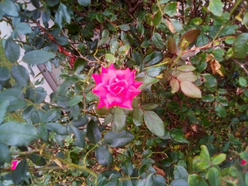 Rosey Poseys stock photo. Image of beautiful, poseys - 159052230