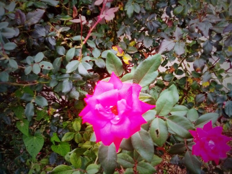 Rosey Poseys stock image. Image of poseys, floral, rosey - 159052281