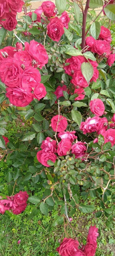 Rosey Red roses stock photo. Image of plant, leaf, petal - 280359066