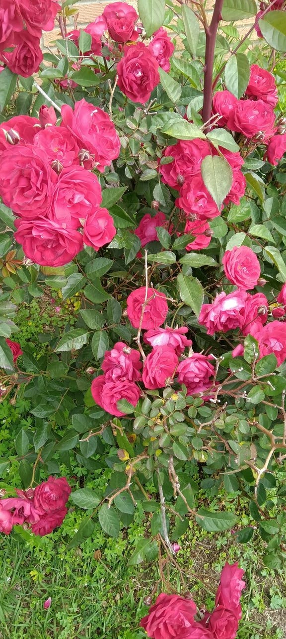 Rosey Red roses stock photo. Image of plant, leaf, petal - 280359066