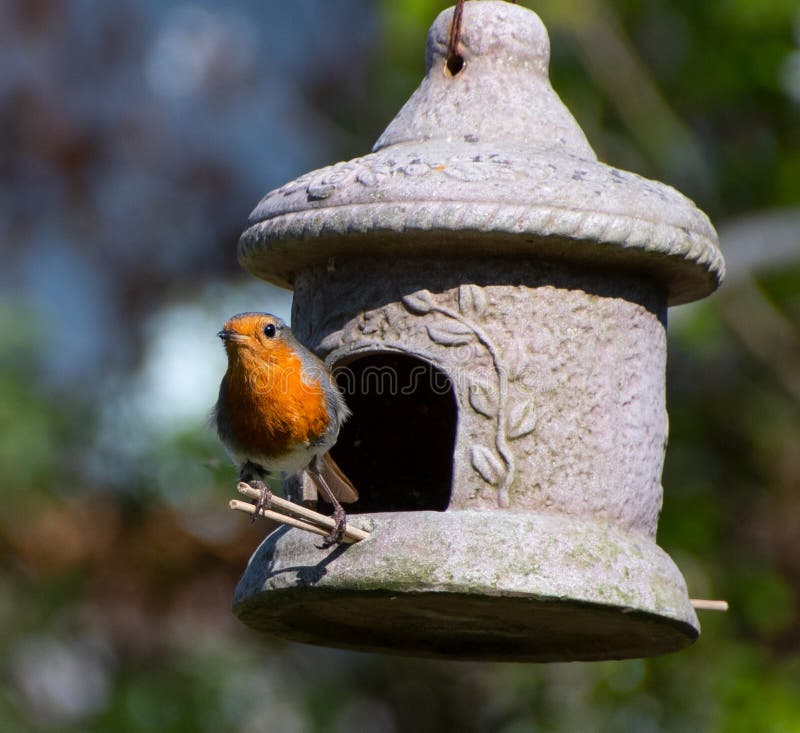 Rosie Robin on a Stone Bird Feeder Stock Image - Image of beautiful ...